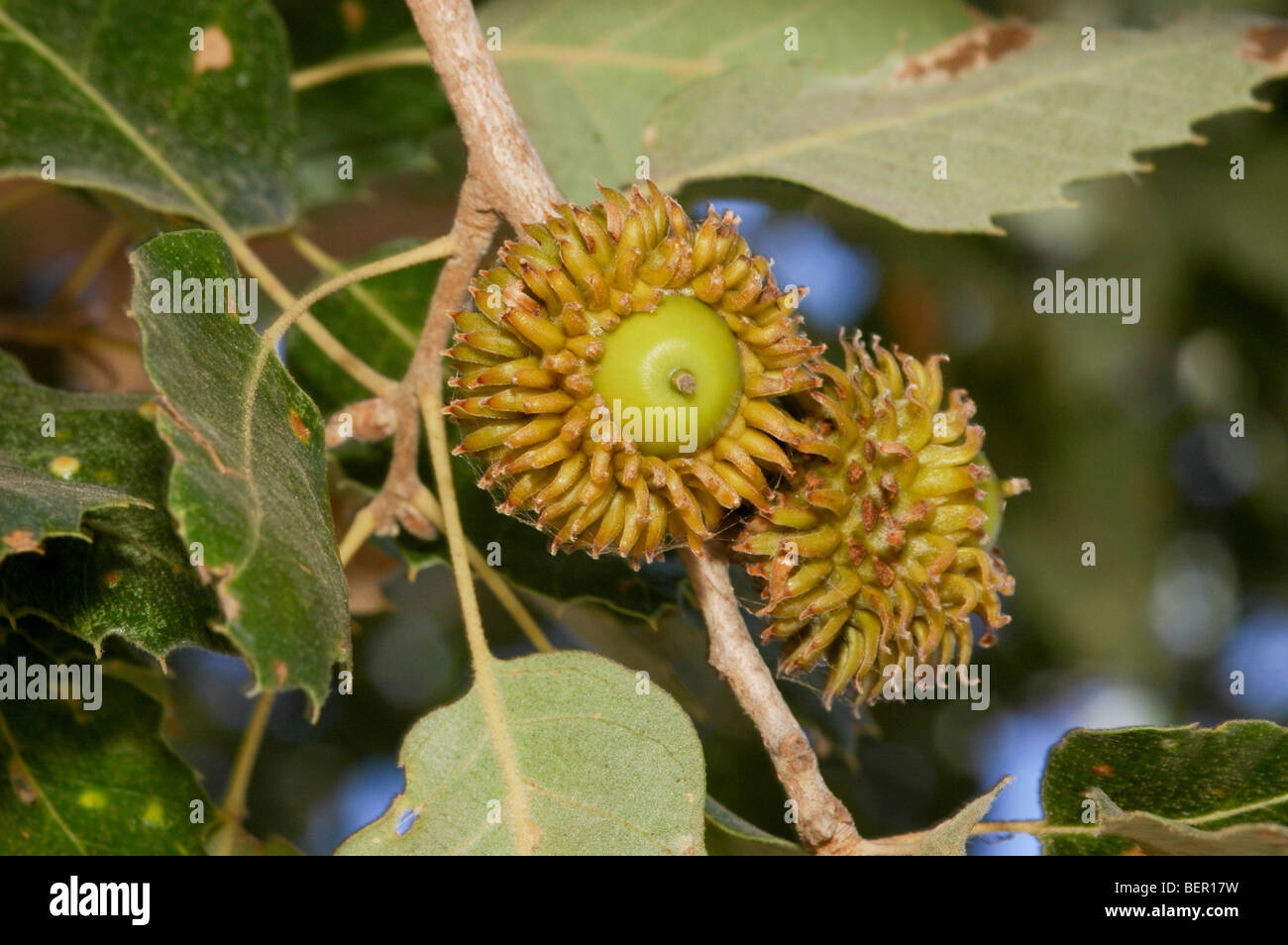 Israel acorn, or oak nut Stock Photo - Alamy