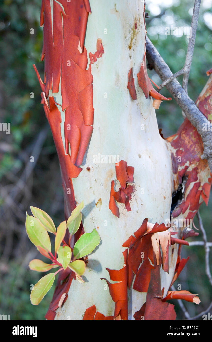 Israel, Red Barked Strawberry Tree (Arbutus andrachne Stock Photo - Alamy