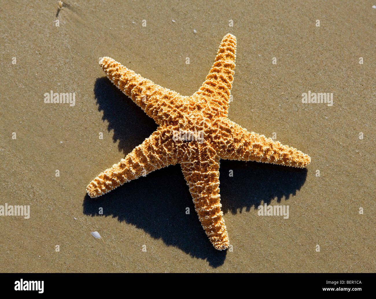 Star fish hi-res stock photography and images - Alamy