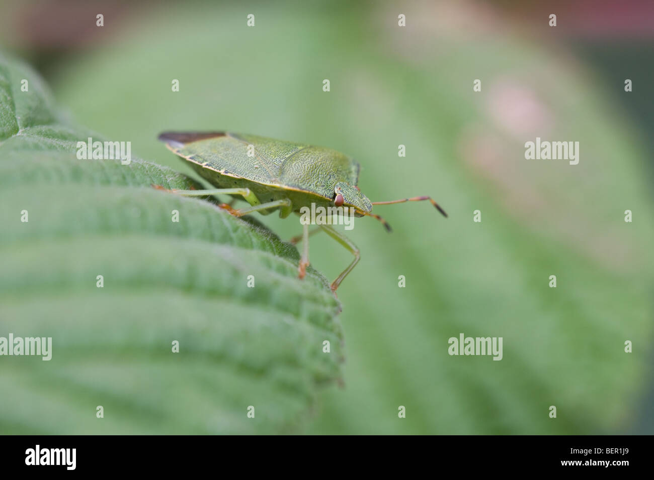 Common Green Shield Bug Palomena prasina adult insect at rest on a leaf ...