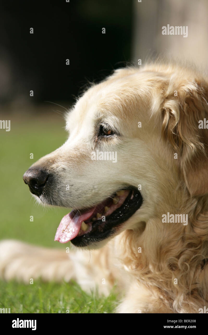 Close up portrait of a Golden Retriever Stock Photo - Alamy