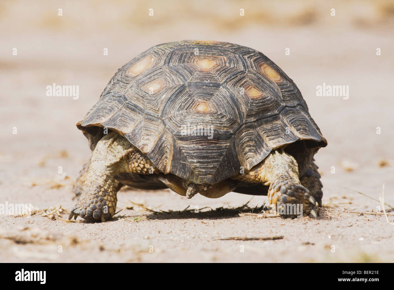 Texas Tortoise (Gopherus berlandieri), adult walking, Rio Grande Valley ...
