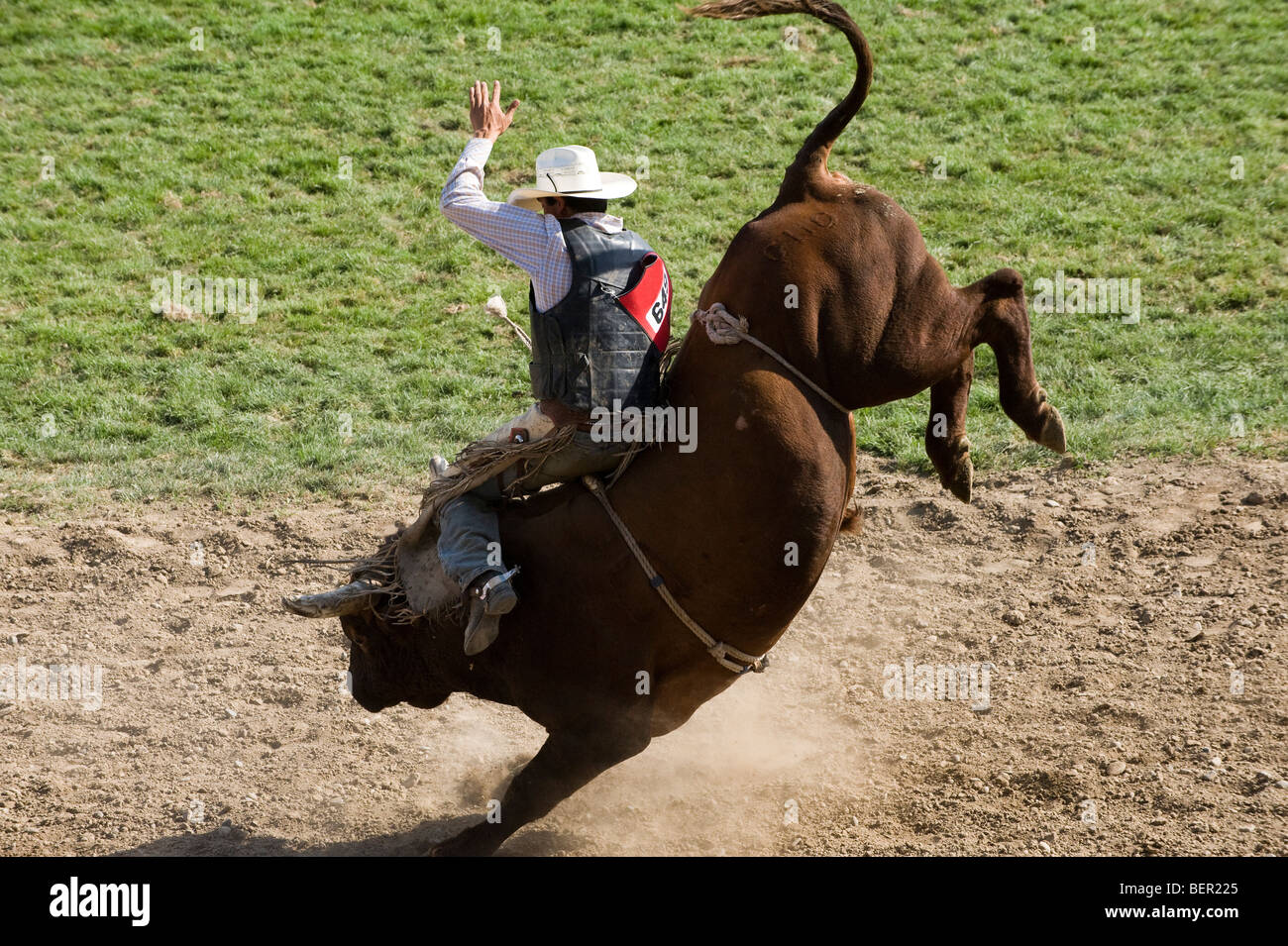 Brahma bull hi-res stock photography and images - Alamy