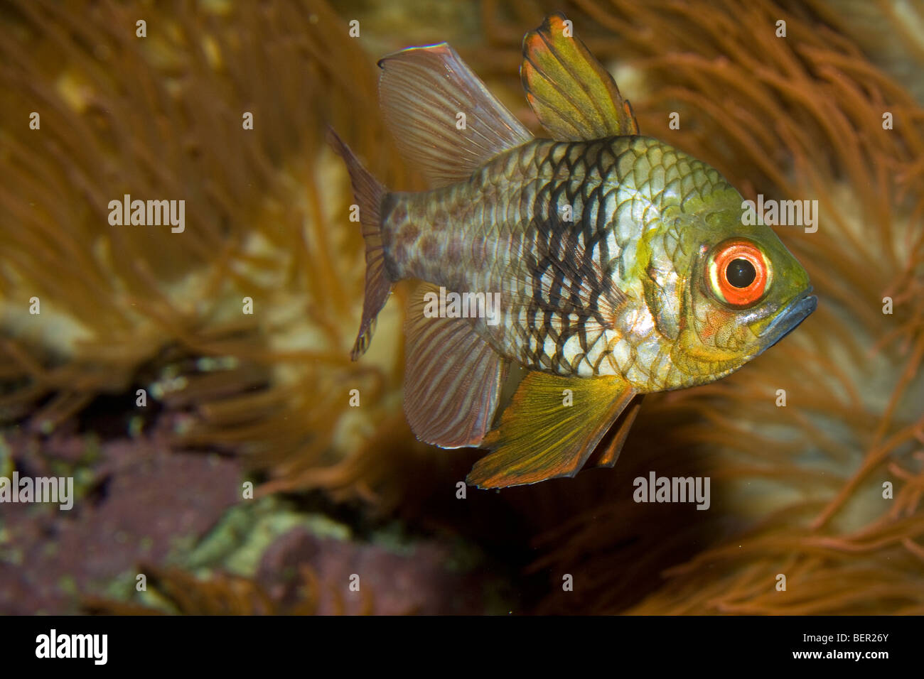 UF-409D, SWIMMING PAJAMA CARDINAL FISH, Sphaeramia nematoptera Stock ...