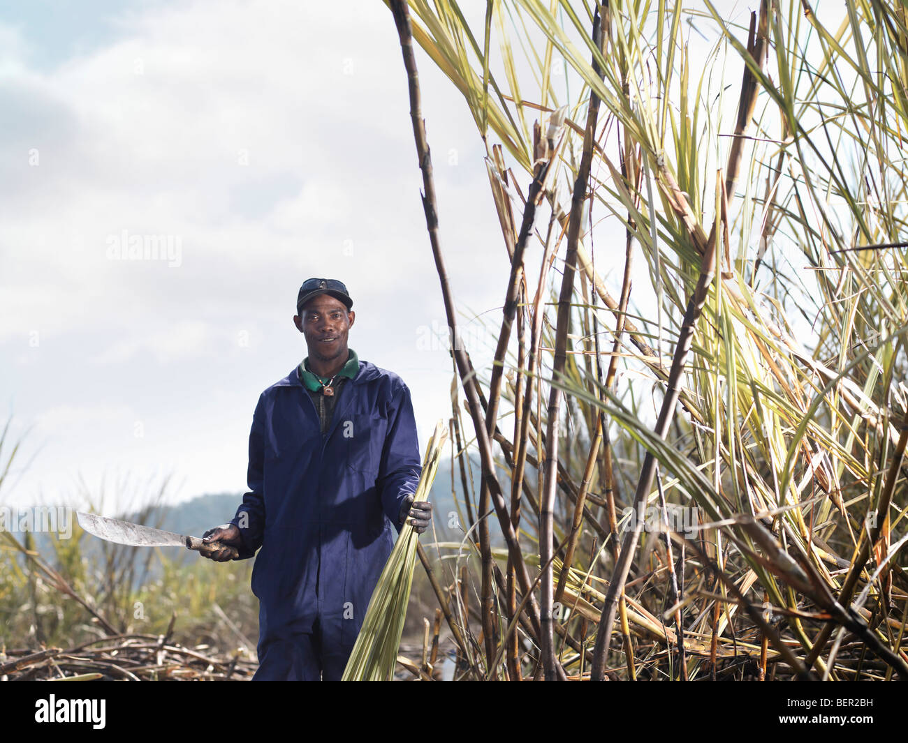 Sugar Cane Man Cutting Cane High Resolution Stock Photography and ...