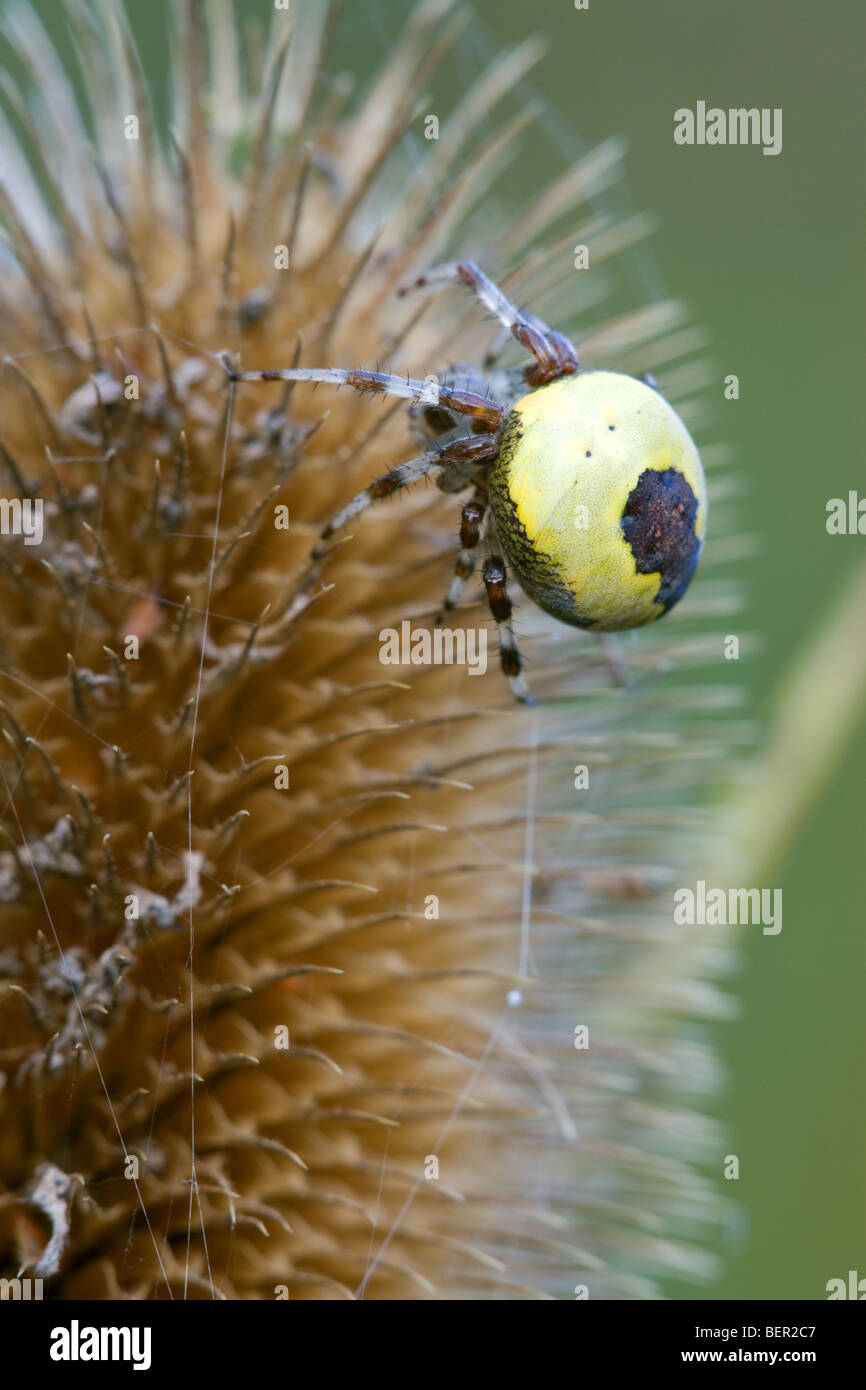 Orb Spider Arenaus mamoreus pyramidatus adult female spider at rest on ...