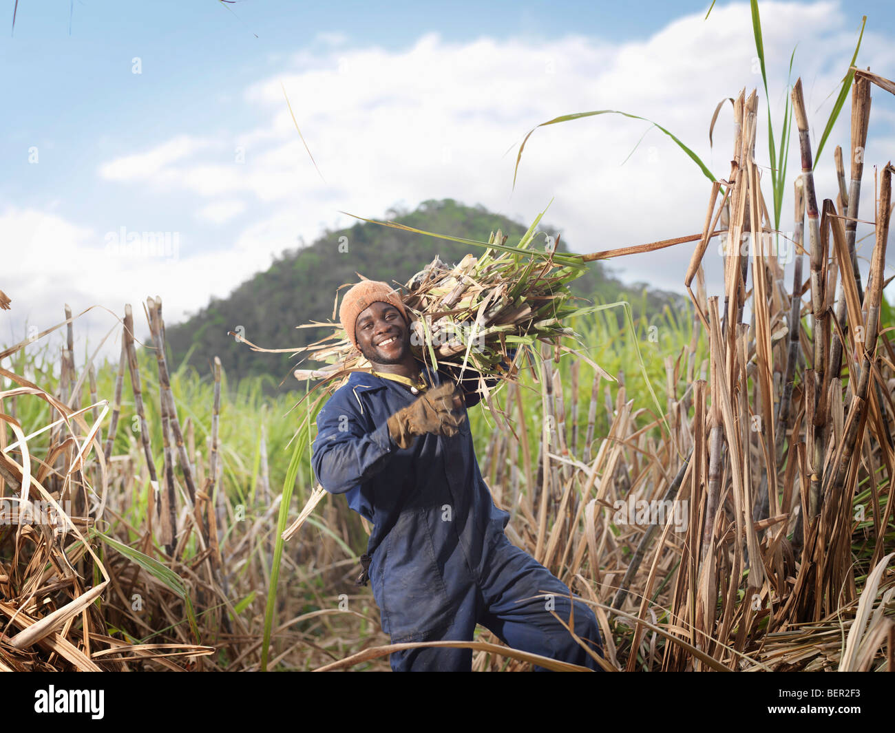 Bundle of sugarcane hi-res stock photography and images - Alamy