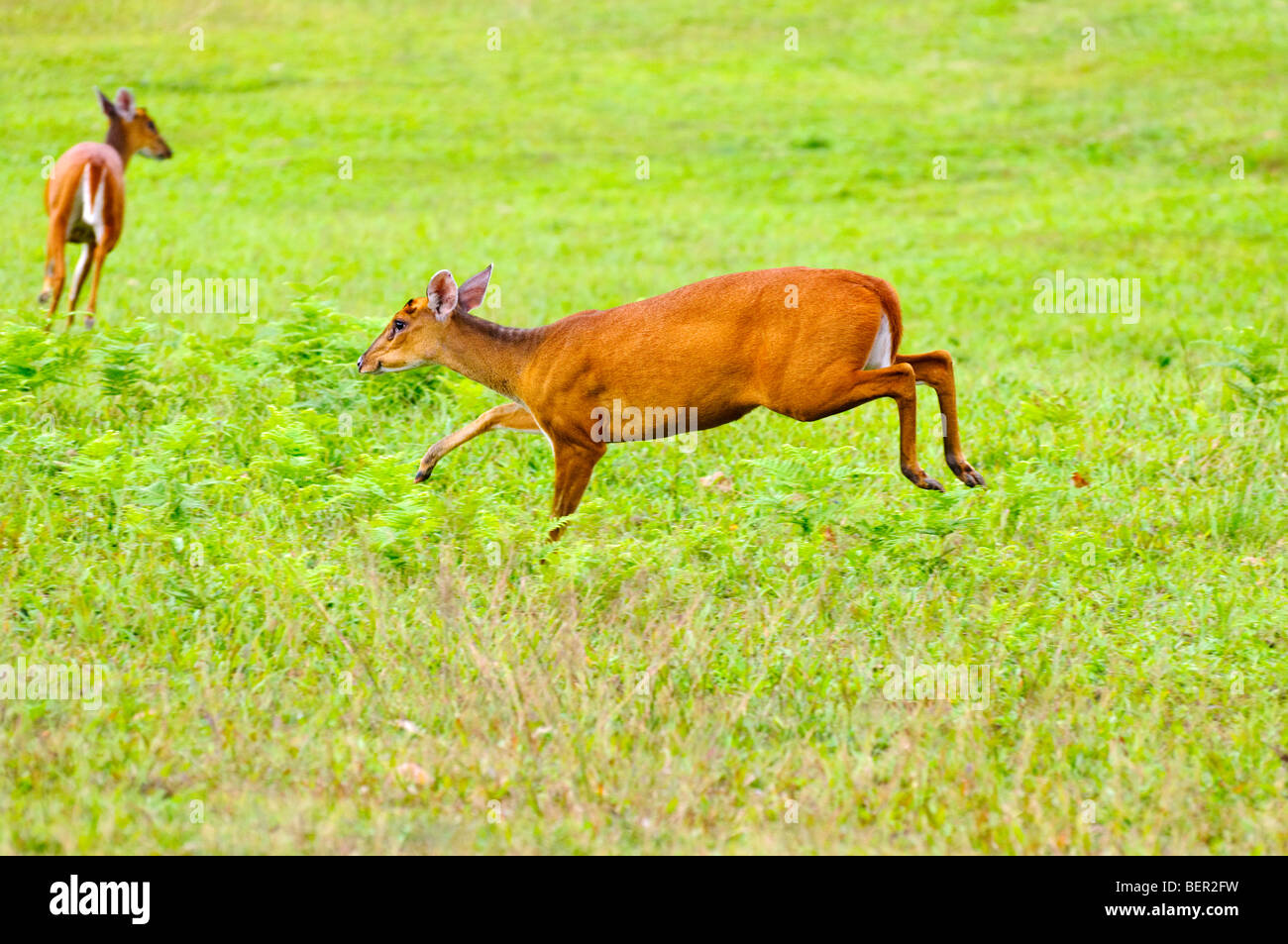 Red muntjac, barking deer,Khao Yai National Park, Thailand Stock Photo ...