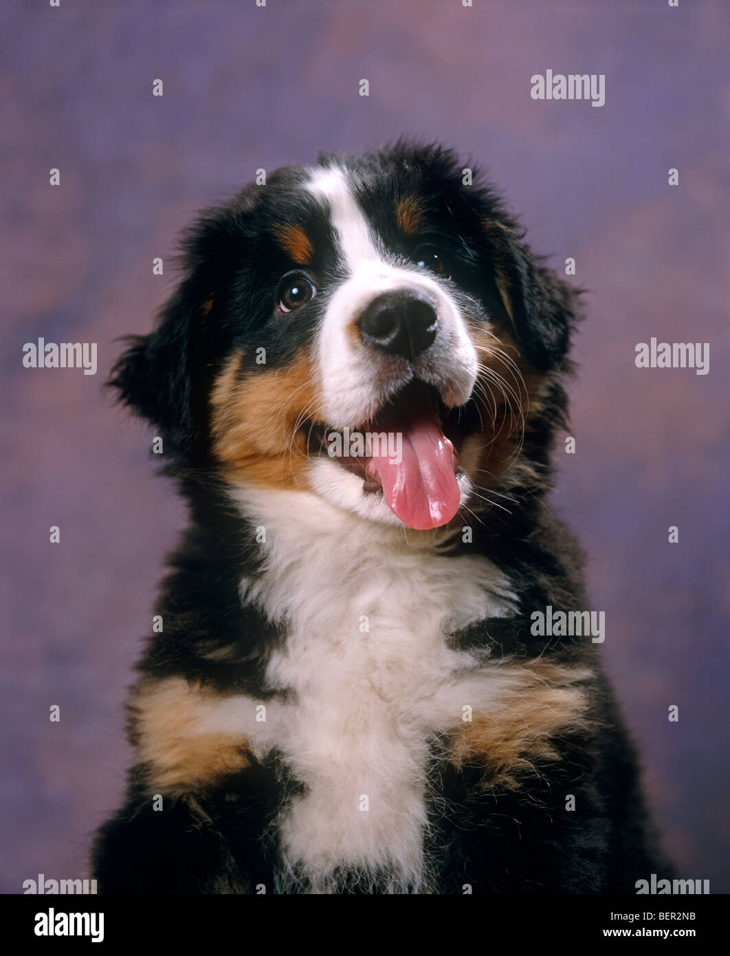 Burmese mountain dog puppy hi-res stock photography and images - Alamy
