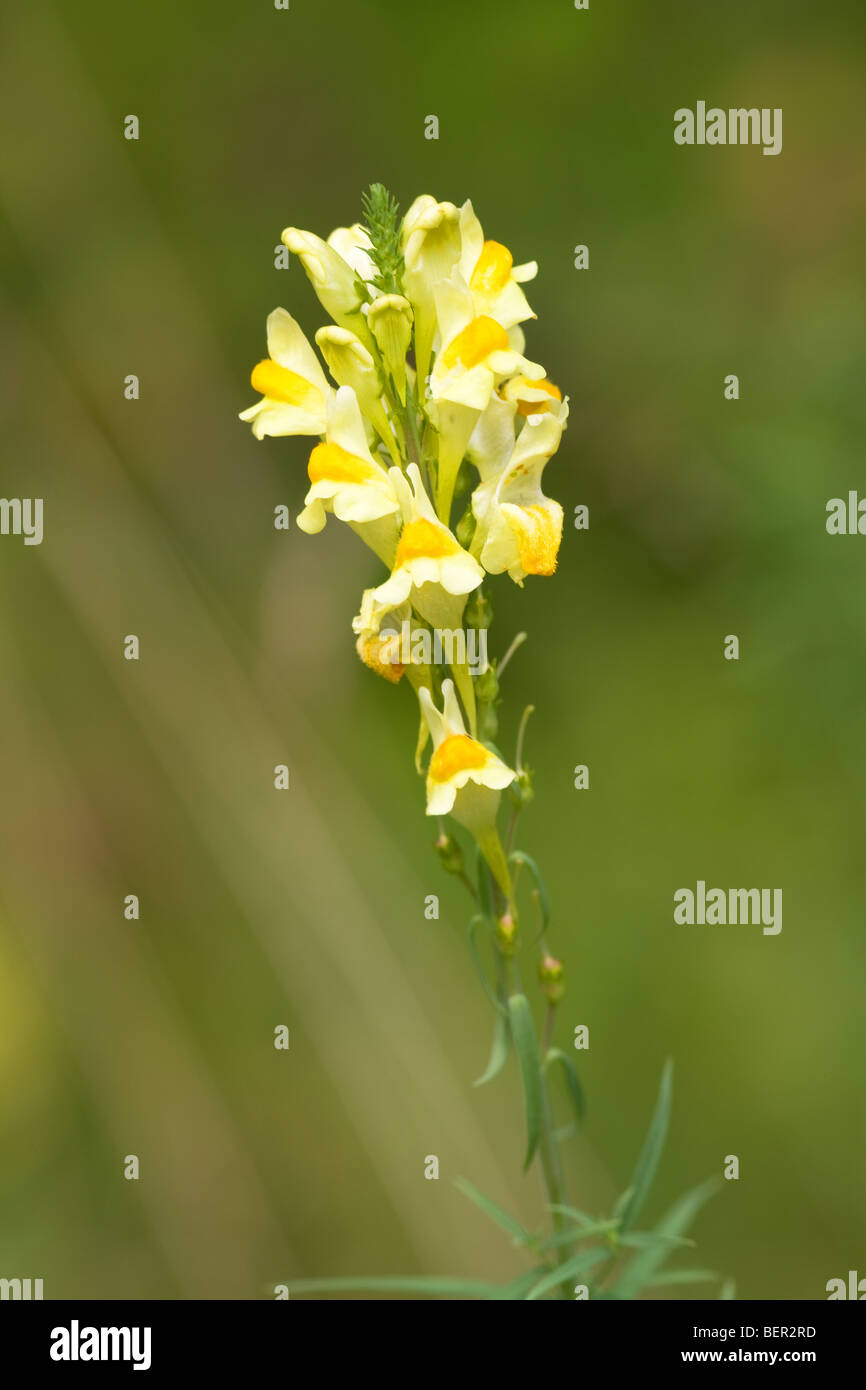Common Toadflax Linaria vulgaris close-up of flowers Stock Photo - Alamy