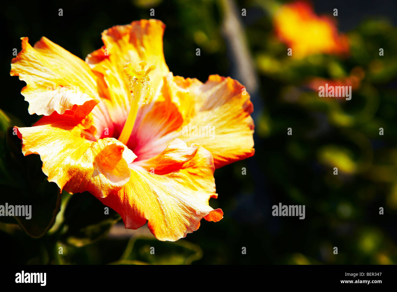 Namibian flower hi-res stock photography and images - Alamy
