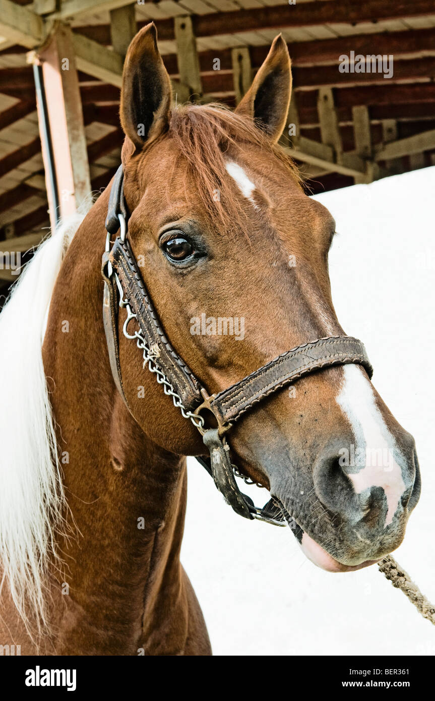 Stallion halter horse hi-res stock photography and images - Alamy