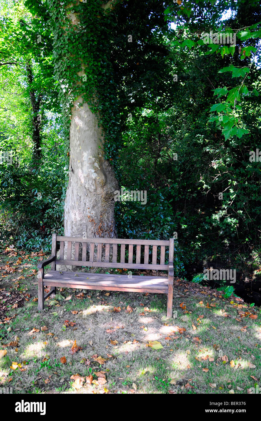 Lonely bench by a tree in the forest Stock Photo - Alamy