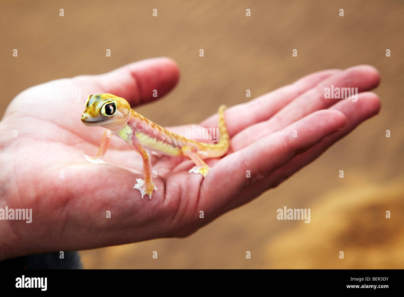 Gecko in the sand hi-res stock photography and images - Alamy