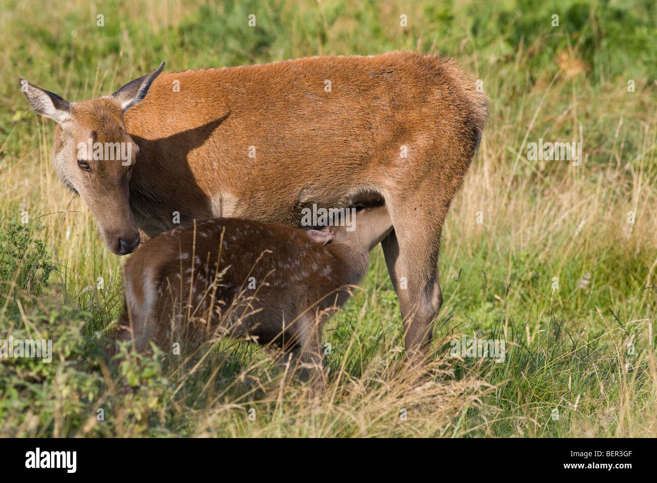 mother and baby red deer Stock Photo - Alamy