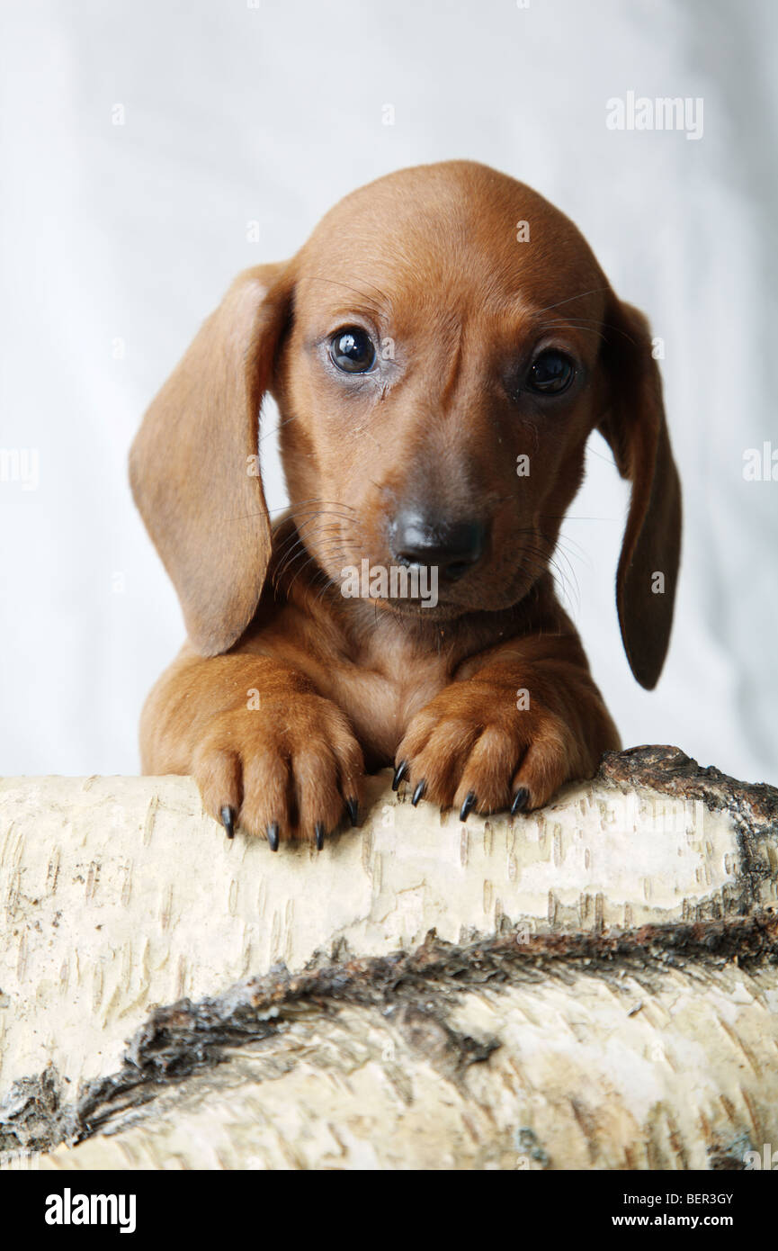 Dachshunds puppy hi-res stock photography and images - Alamy