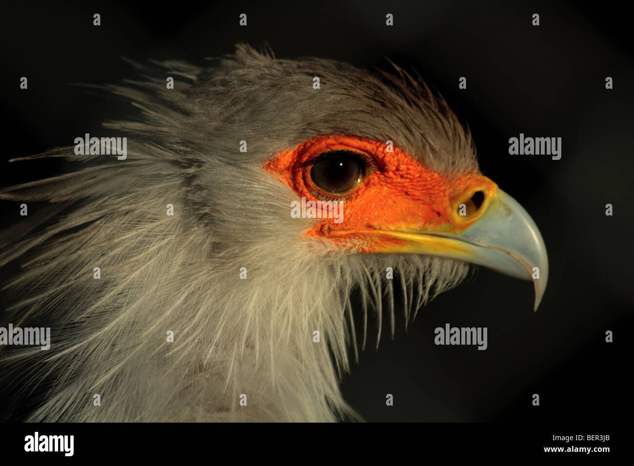 secretary bird portrait Stock Photo - Alamy