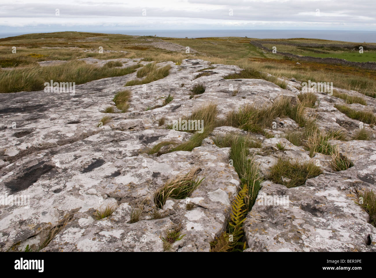 Limestone pavement at Great Orme, Conwy, Wales Stock Photo - Alamy