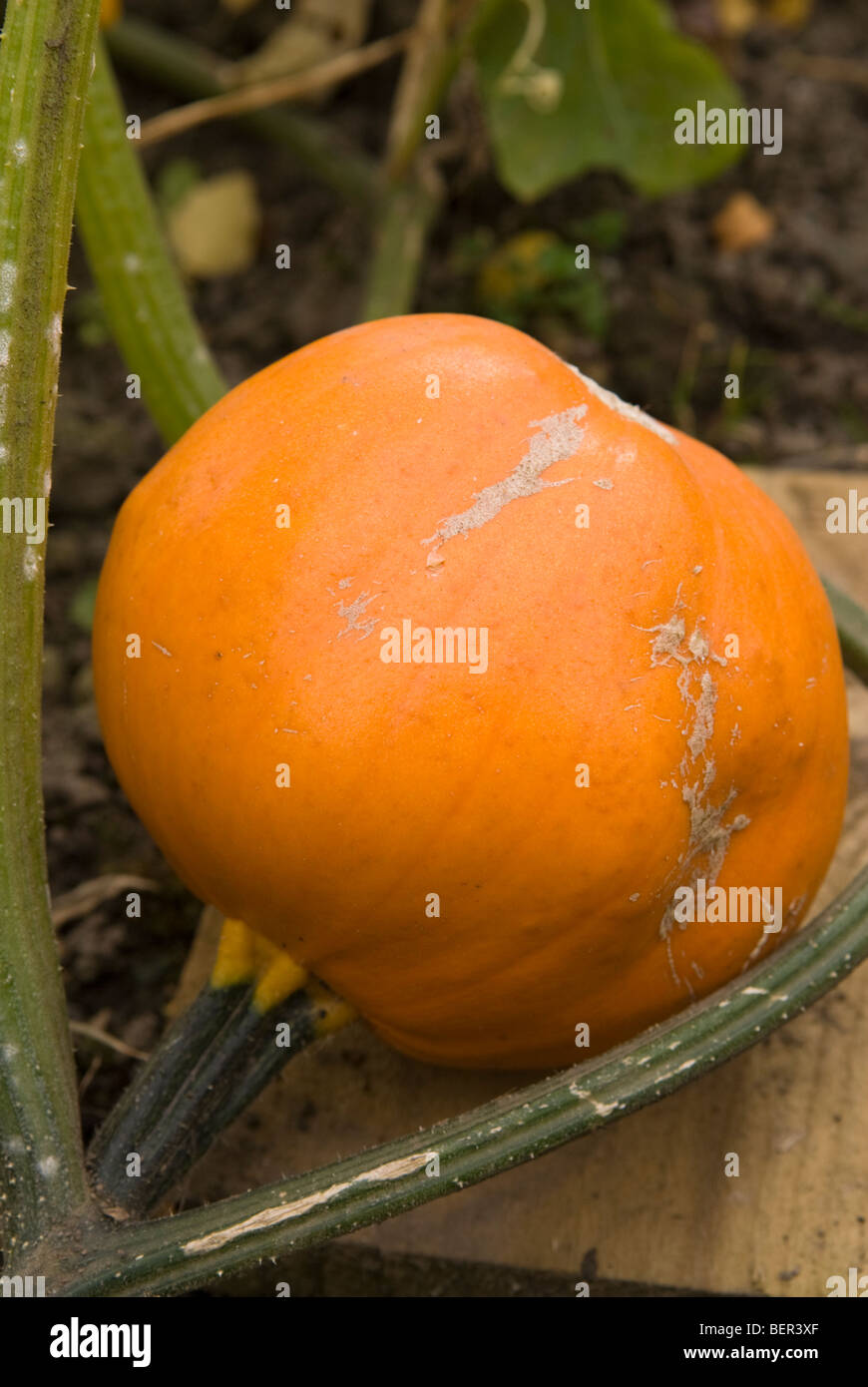 Fresh Fruit For Rotting Vegetables