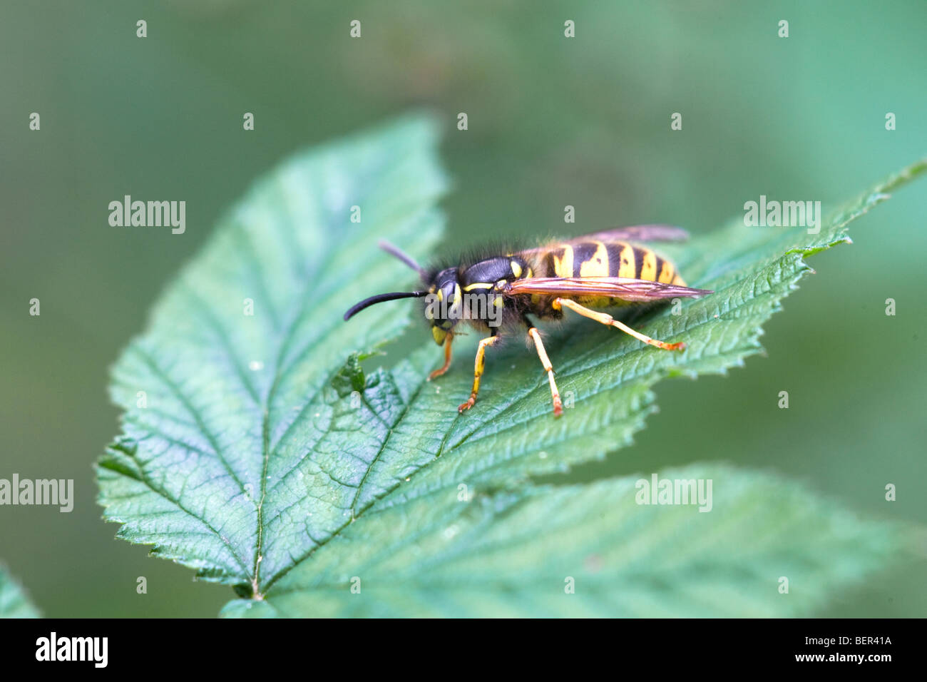 Vespula vulgaris hi-res stock photography and images - Alamy