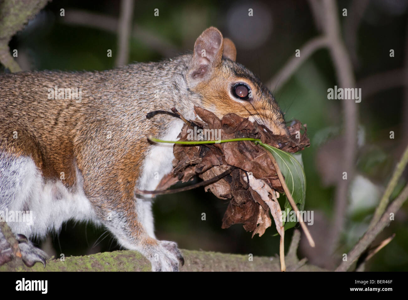 Squirrel nest hi-res stock photography and images - Alamy