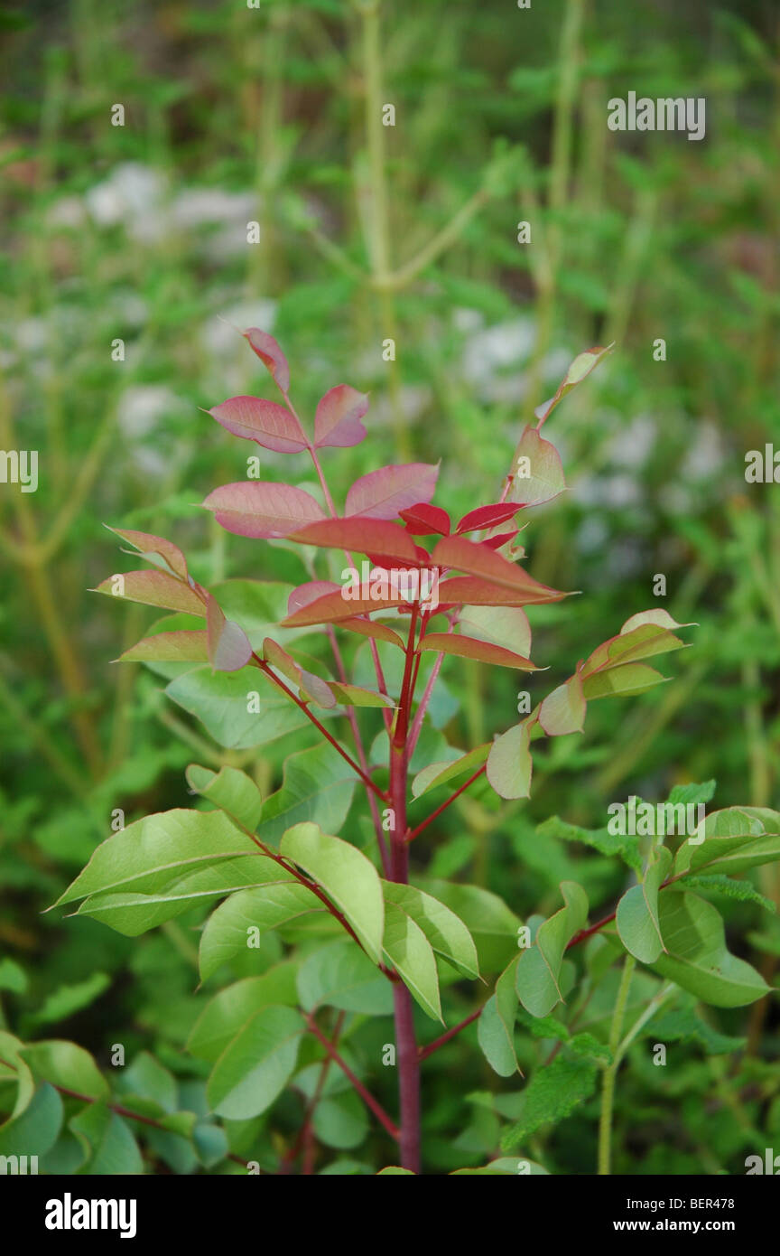 Red barked trees High Resolution Stock Photography and Images - Alamy