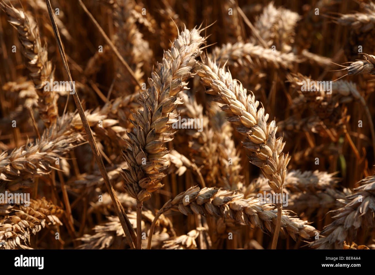 Wheat field ready to harvest Stock Photo - Alamy