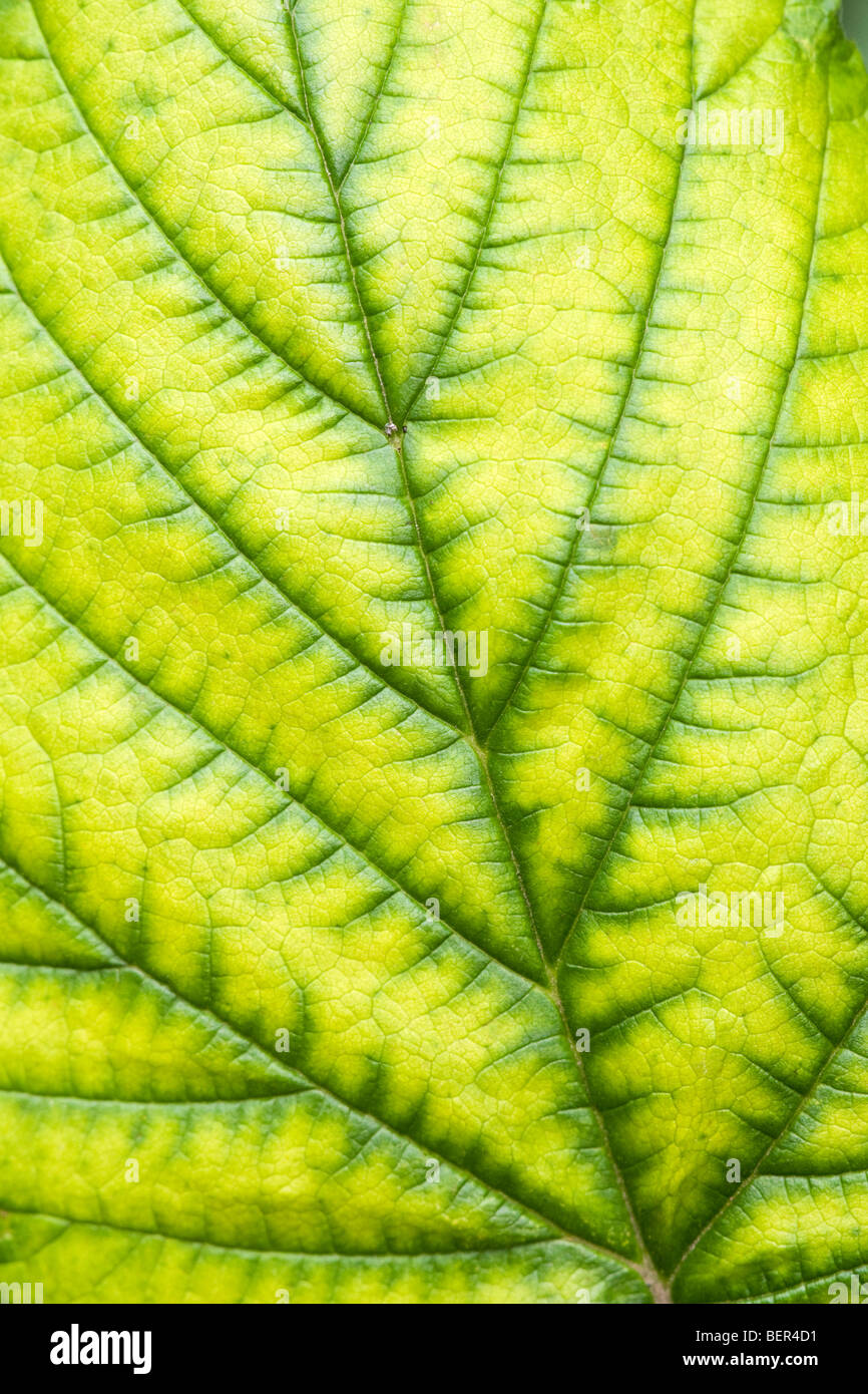 Raspberry patterns hi-res stock photography and images - Alamy