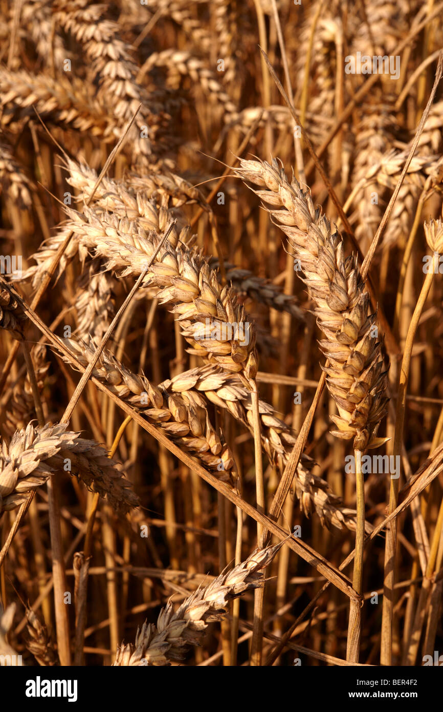Wheat field ready to harvest Stock Photo - Alamy