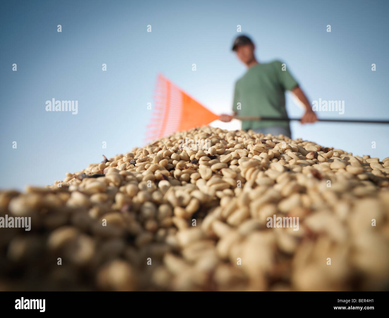 Man raking coffee hi-res stock photography and images - Alamy