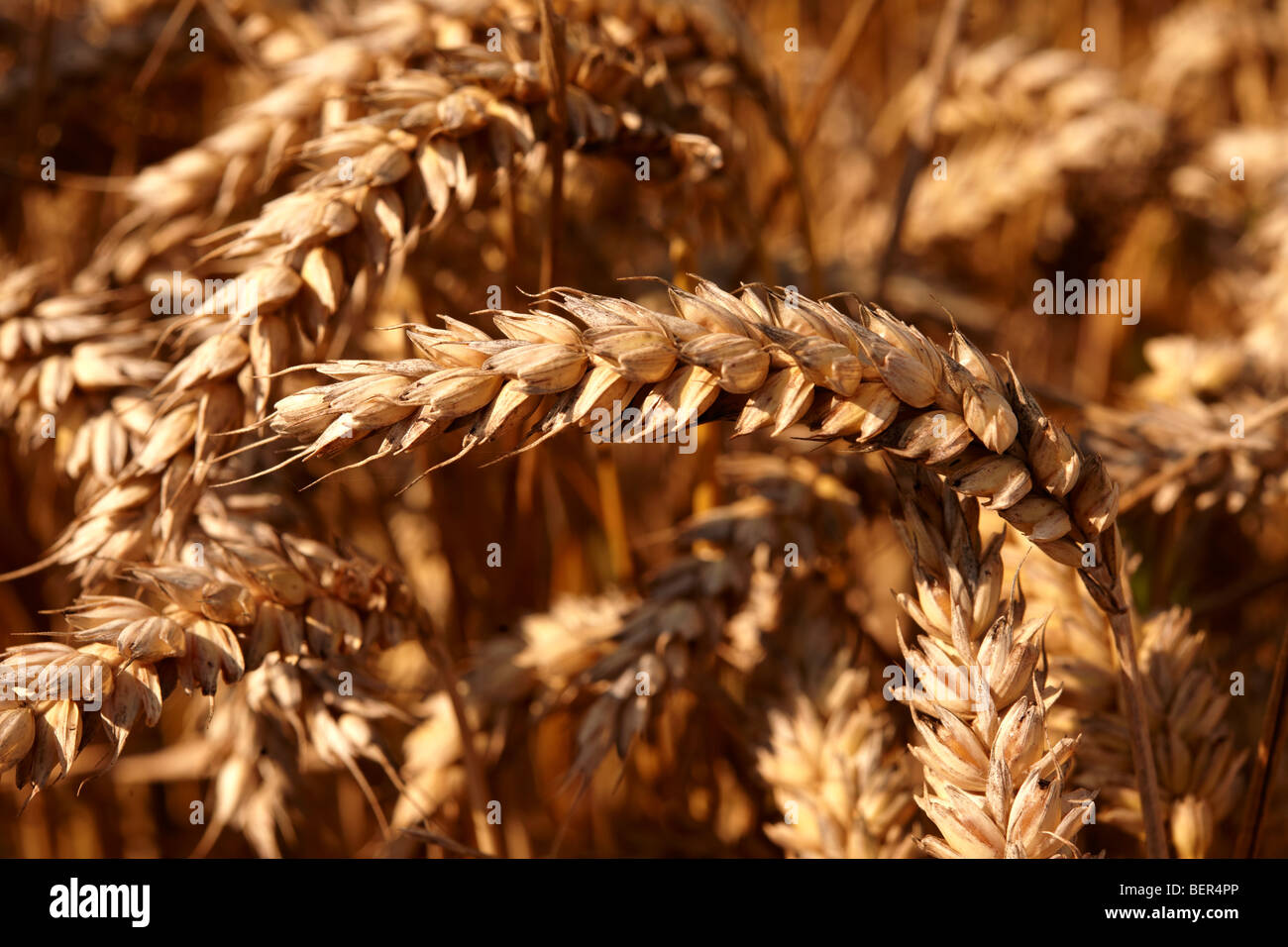 Wheat field ready to harvest Stock Photo - Alamy