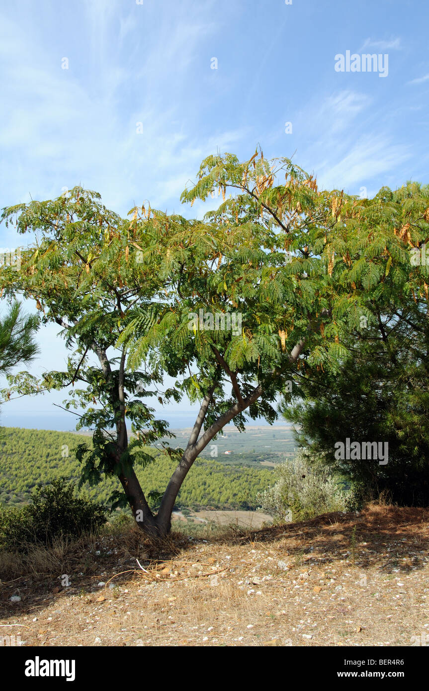 Acacia tree northern Greece Stock Photo - Alamy