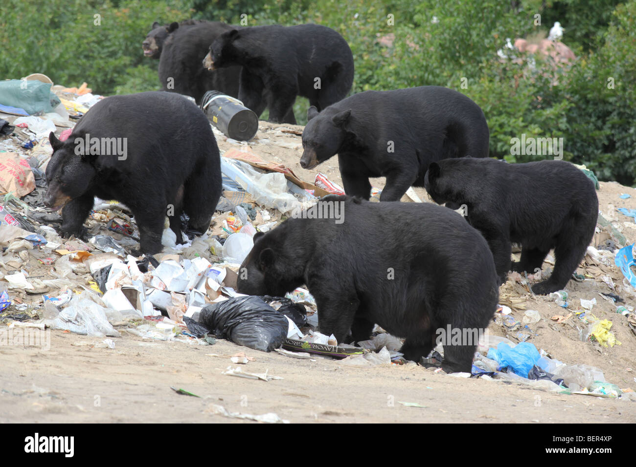 Group black bears hi-res stock photography and images - Alamy