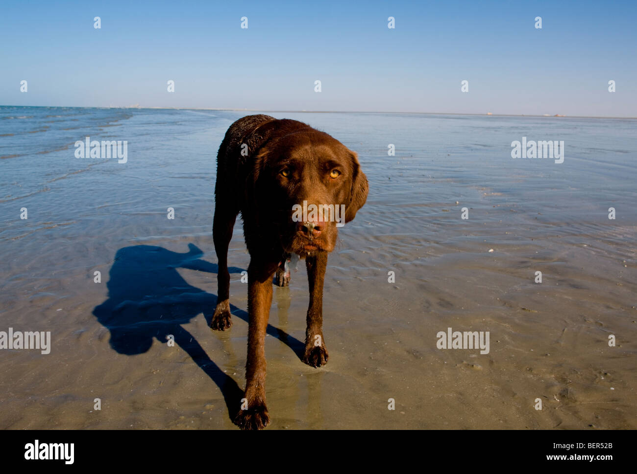 A chocolate Labrador dog enjoying the beach Stock Photo - Alamy