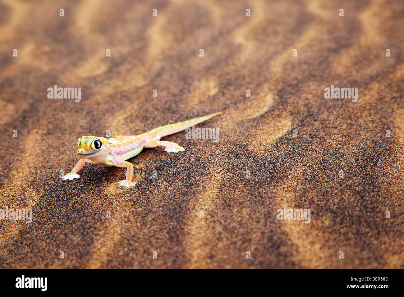 Gecko lizard on sand dunes, Gecko Stock Photo - Alamy