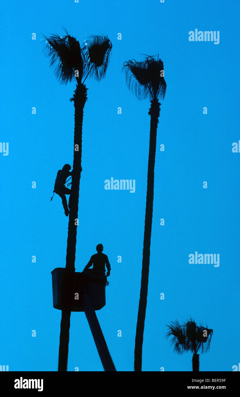 Men Trimming a Palm Tree Stock Photo - Alamy
