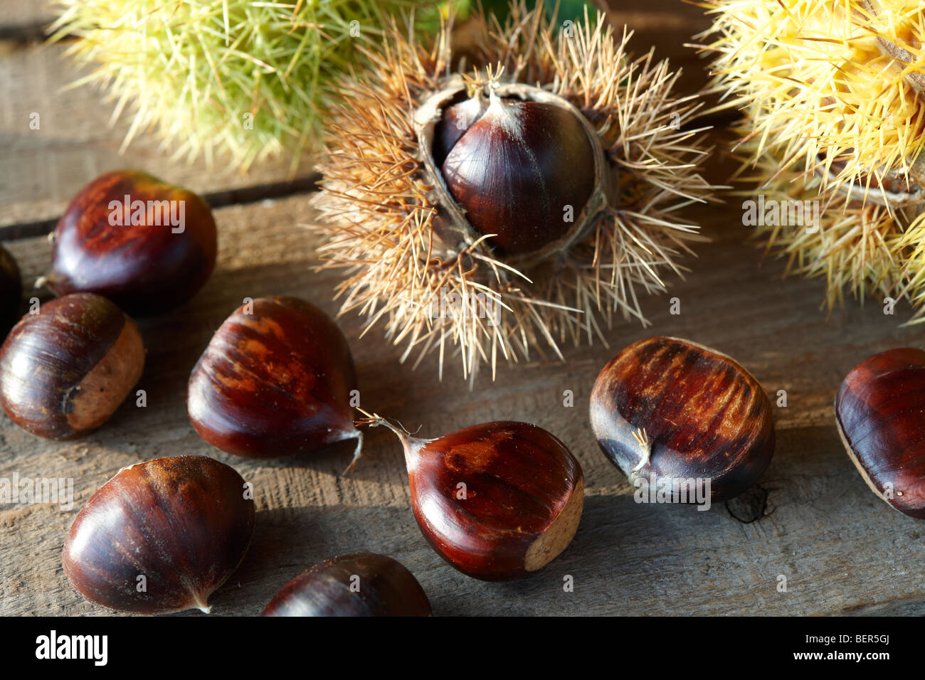 Fresh harvested Chestnut fruits and in shells (Castanea sativa Stock ...