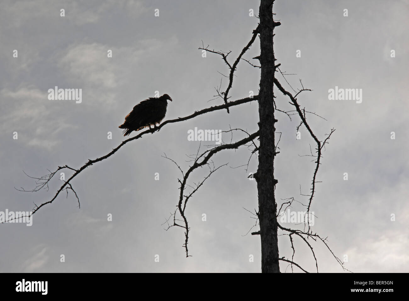 bird perched on barren tree branch in silhouette Stock Photo - Alamy