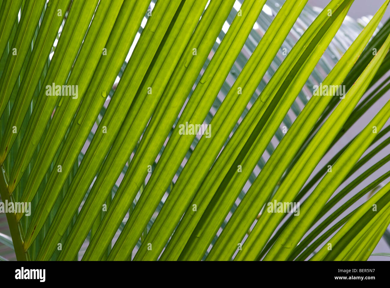 Date Palm Leaf High Resolution Stock Photography and Images - Alamy