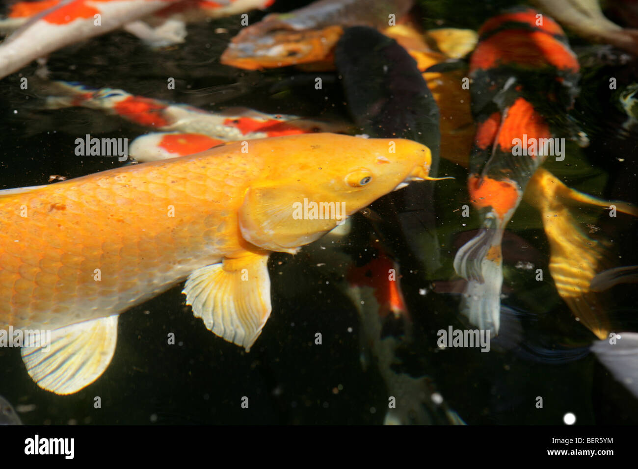 Japanese koi pond hi-res stock photography and images - Alamy