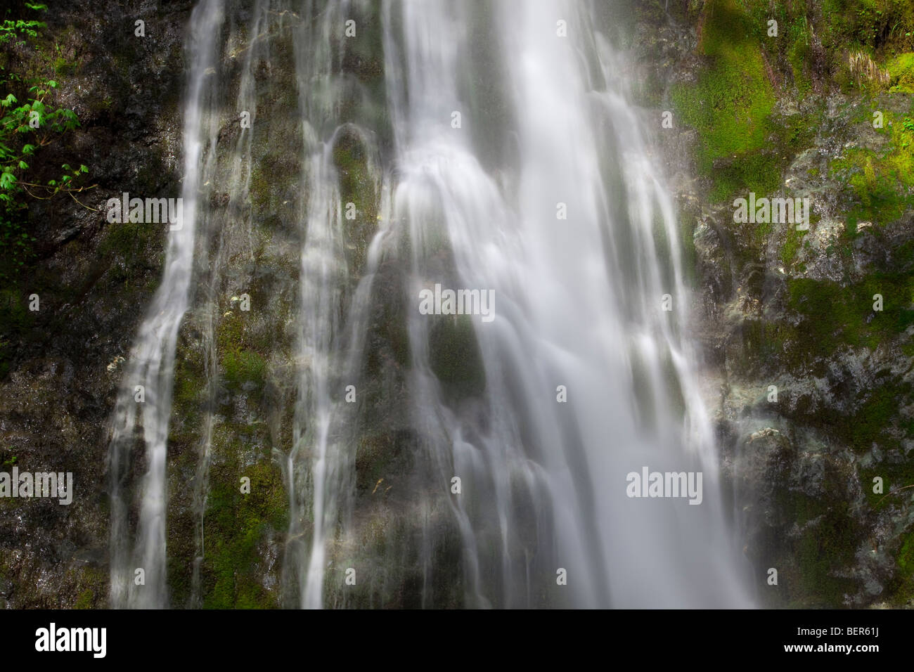 Rain forest, waterfall, USA, Washington, Olympic National Park Stock ...