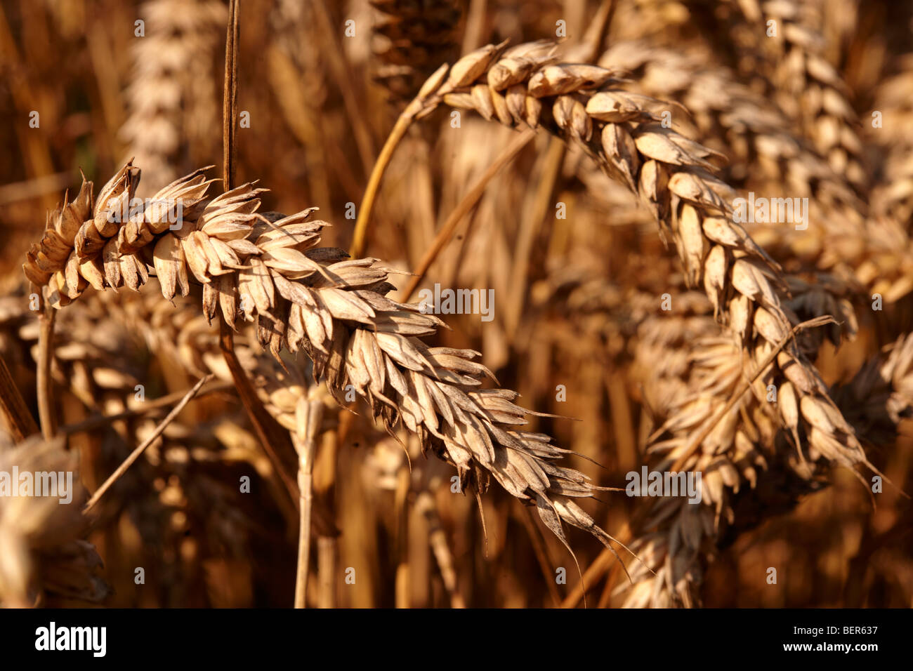 Wheat field ready to harvest Stock Photo - Alamy