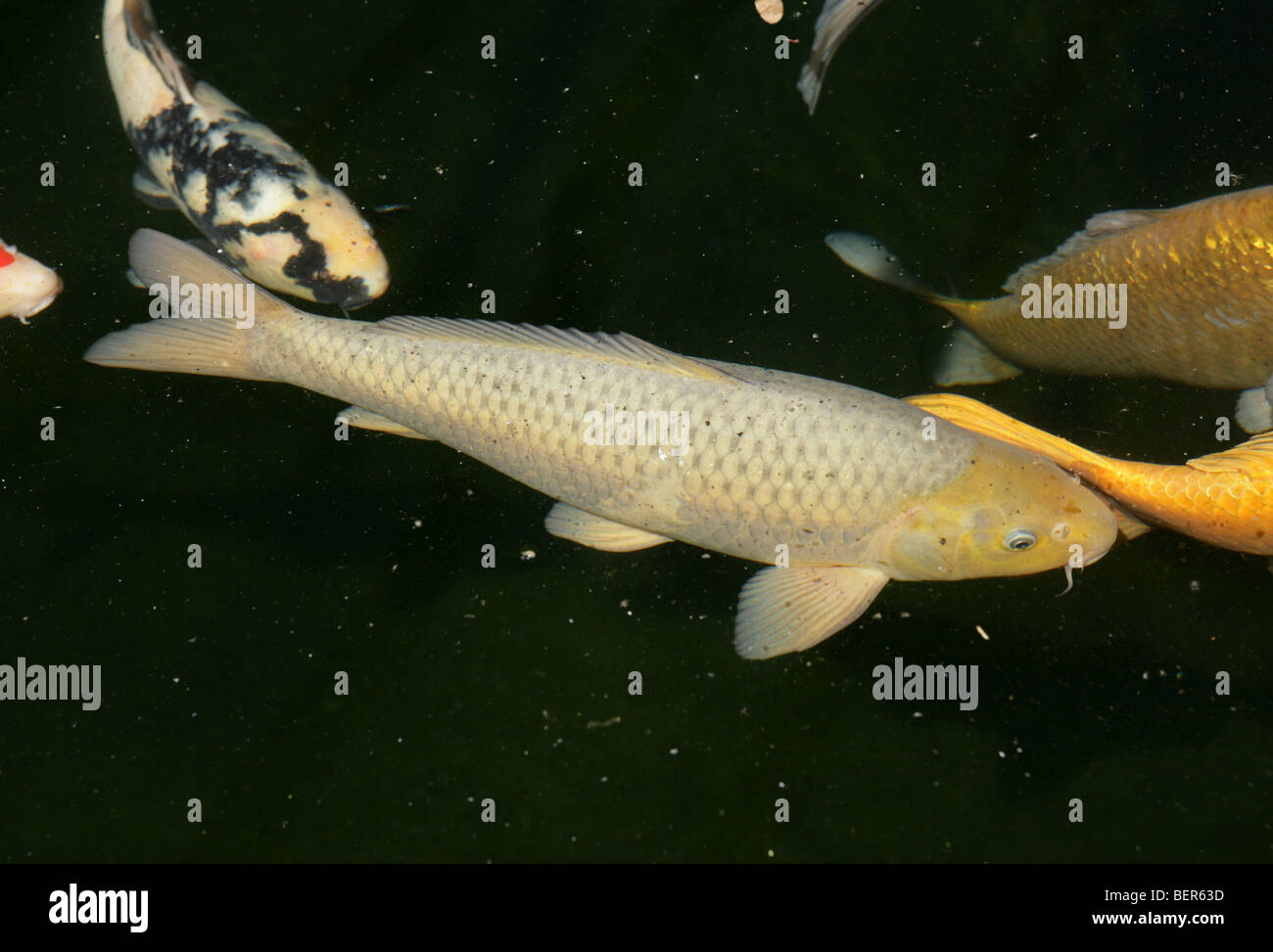 Koi pond large hi-res stock photography and images - Alamy