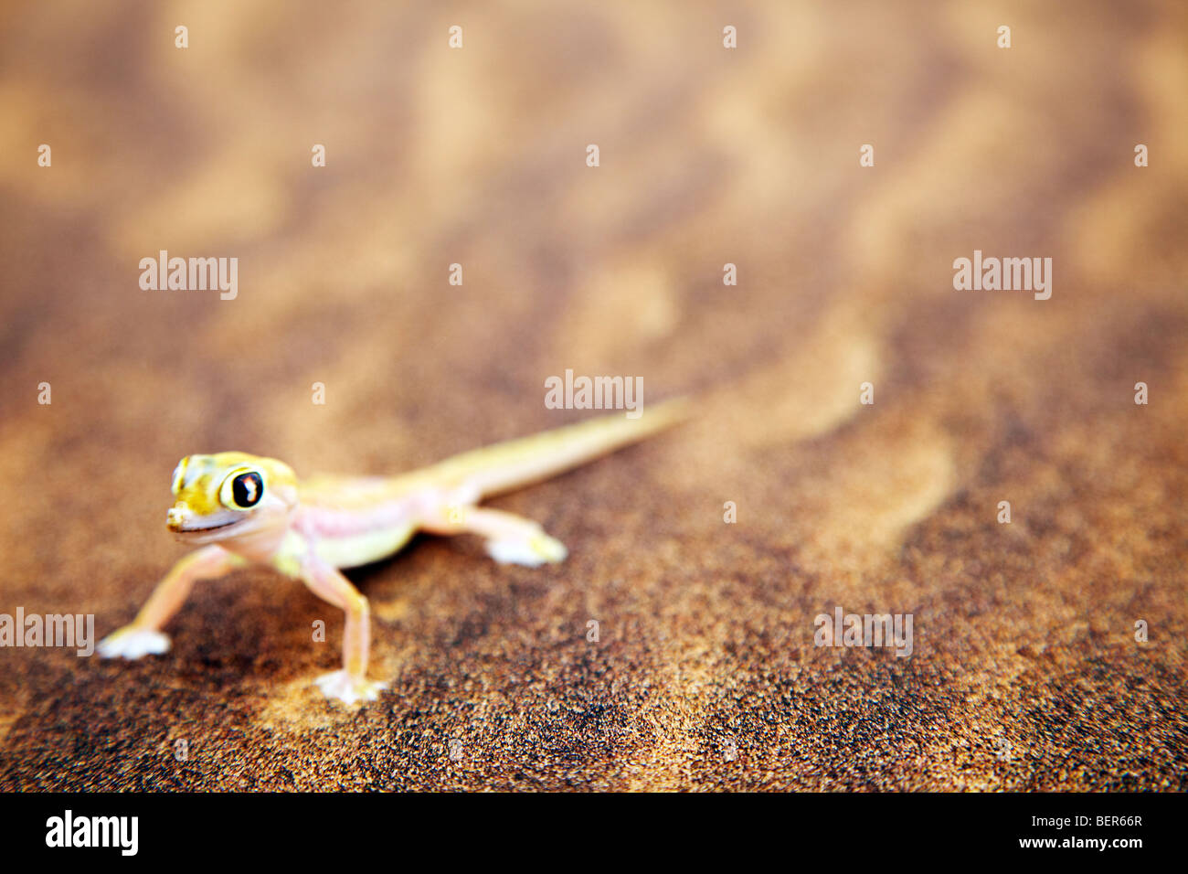 Gecko lizard on sand dunes, Gecko Stock Photo - Alamy