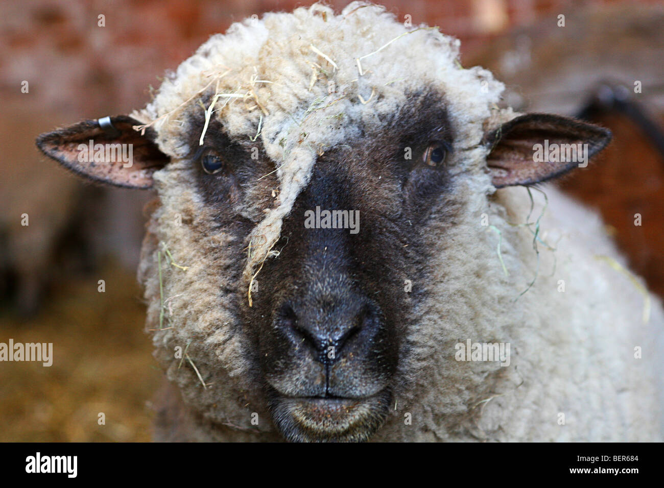 Sheep eyes hi-res stock photography and images - Alamy