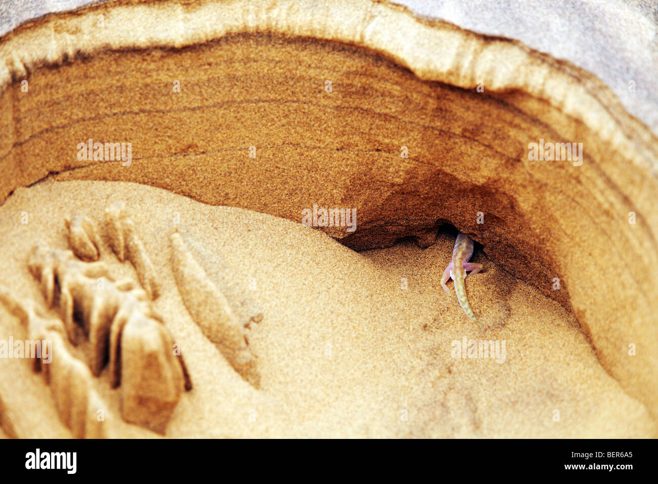 Gecko lizard digging in sand dune, Gecko Stock Photo - Alamy