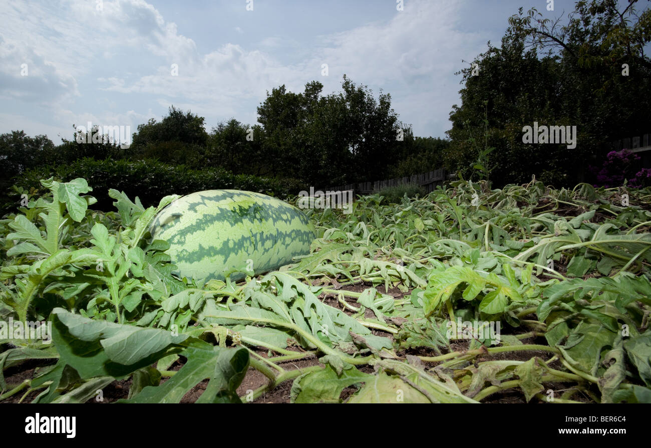 Watermelon plant and fruit on organic farm, North Caroline, USA, North ...