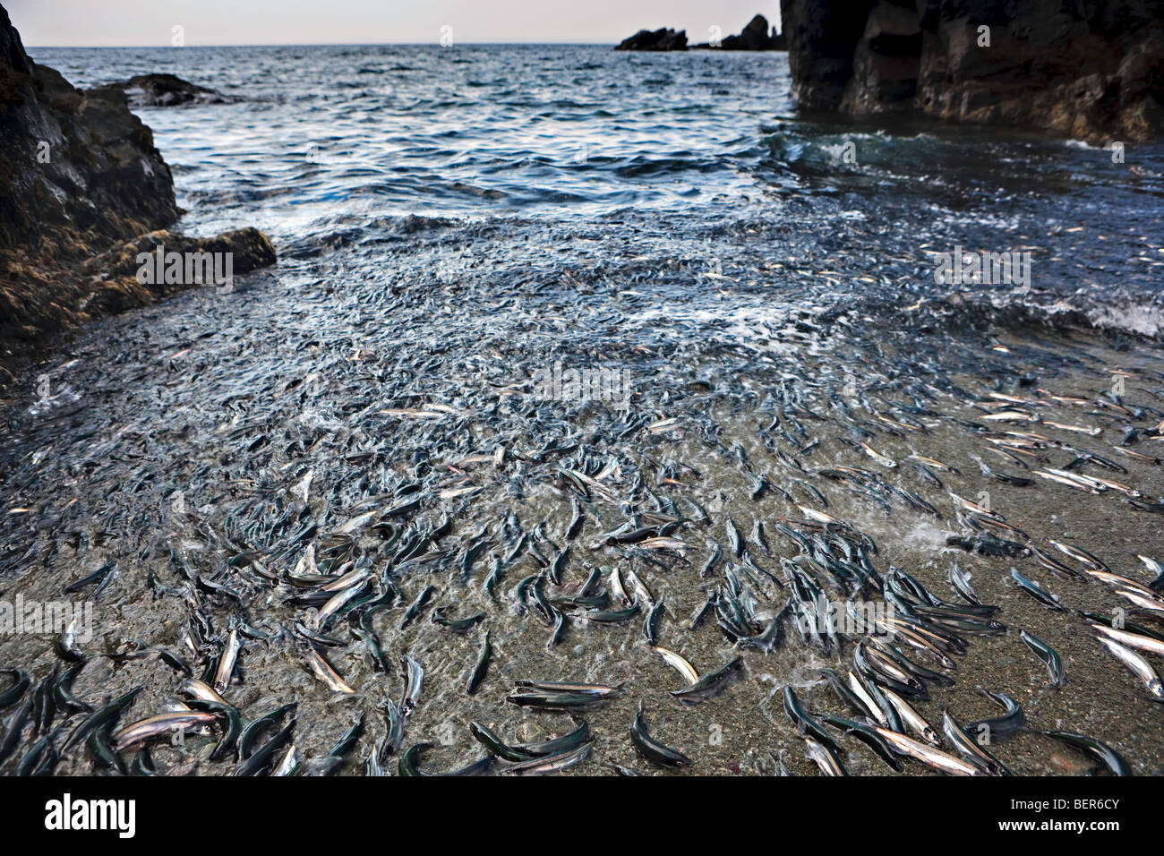 Capelin hi-res stock photography and images - Alamy