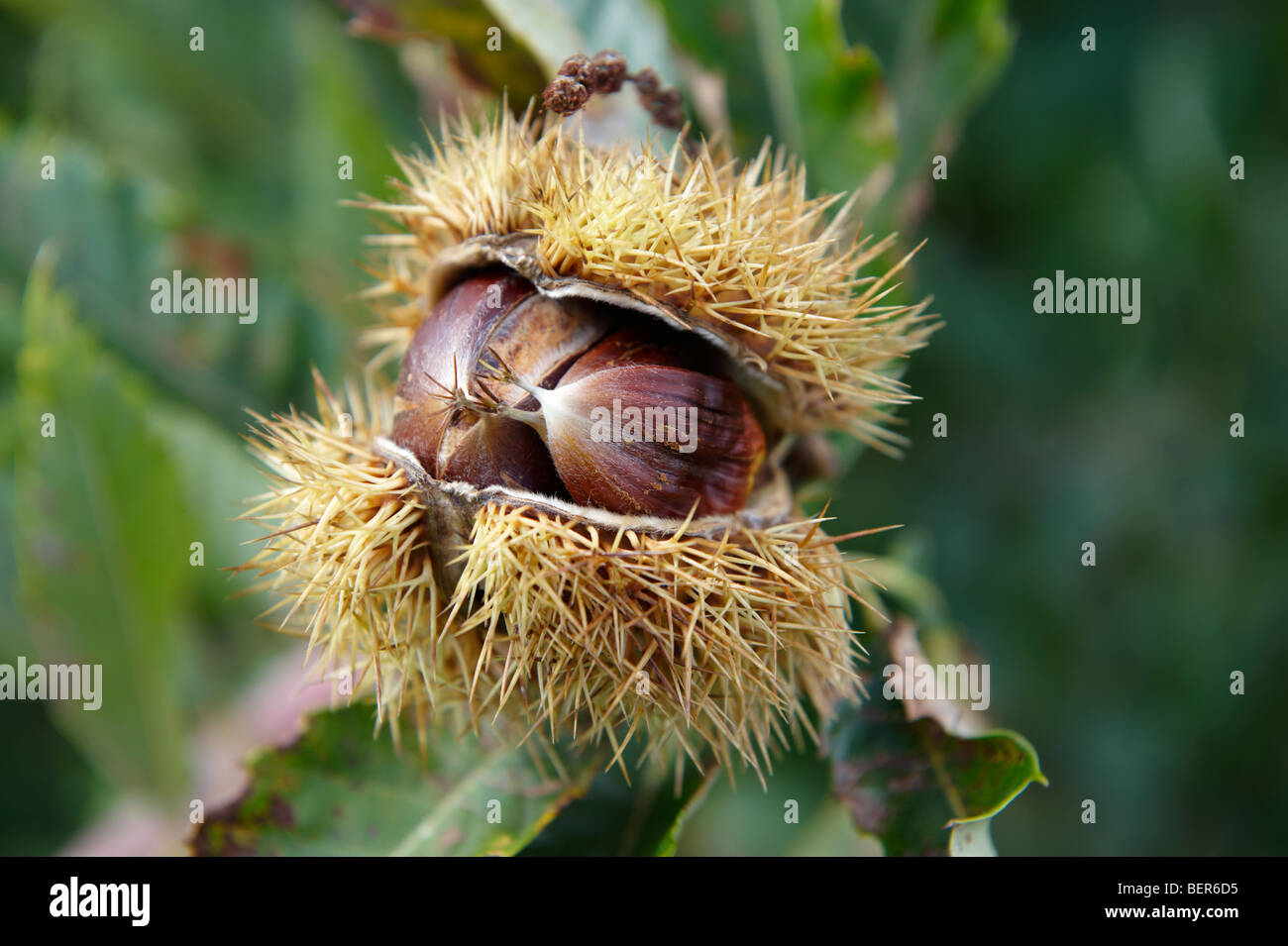 Chestnut tree fruit hi-res stock photography and images - Alamy