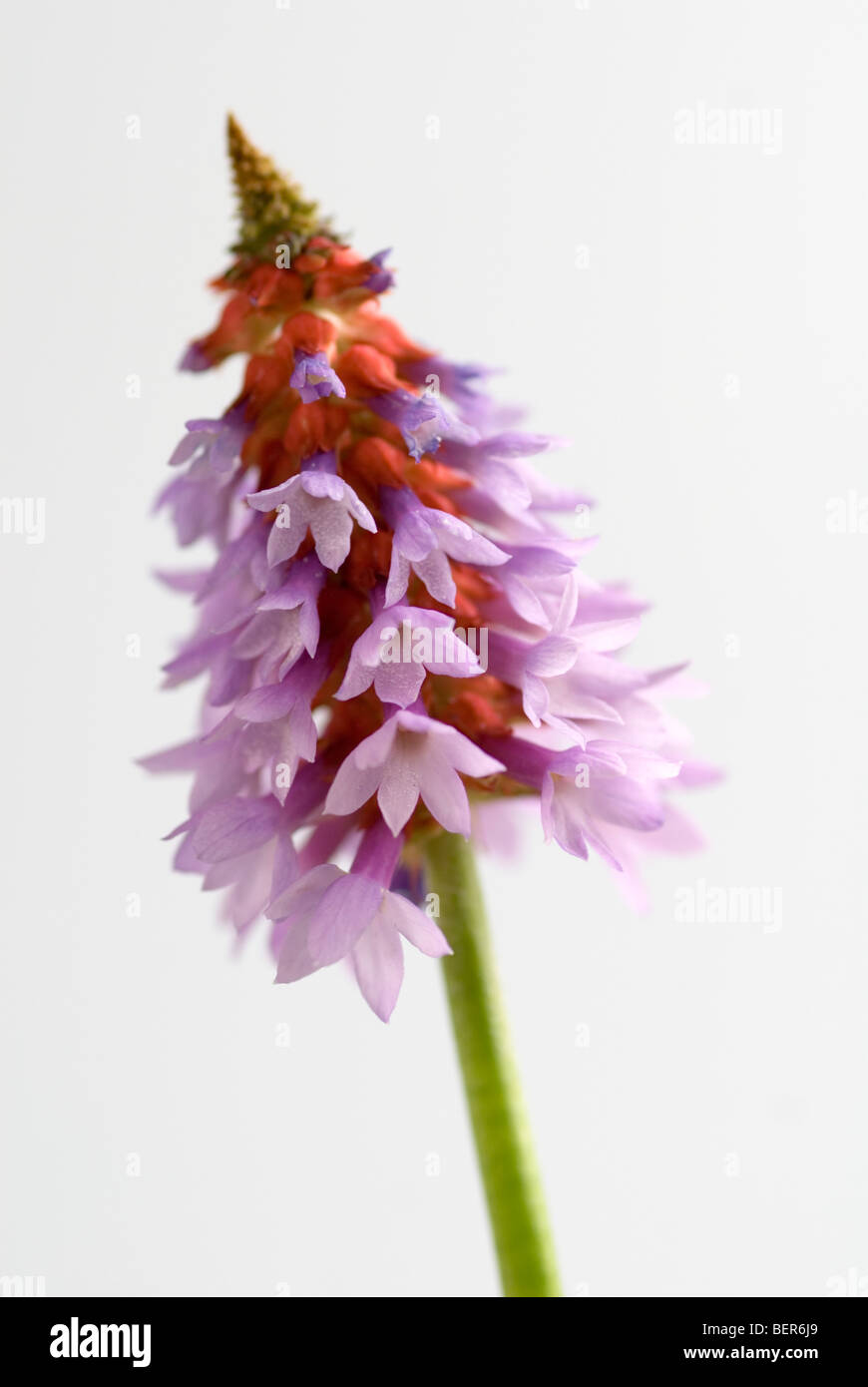 Close-up of a Primula vialii flower against a light background Stock ...